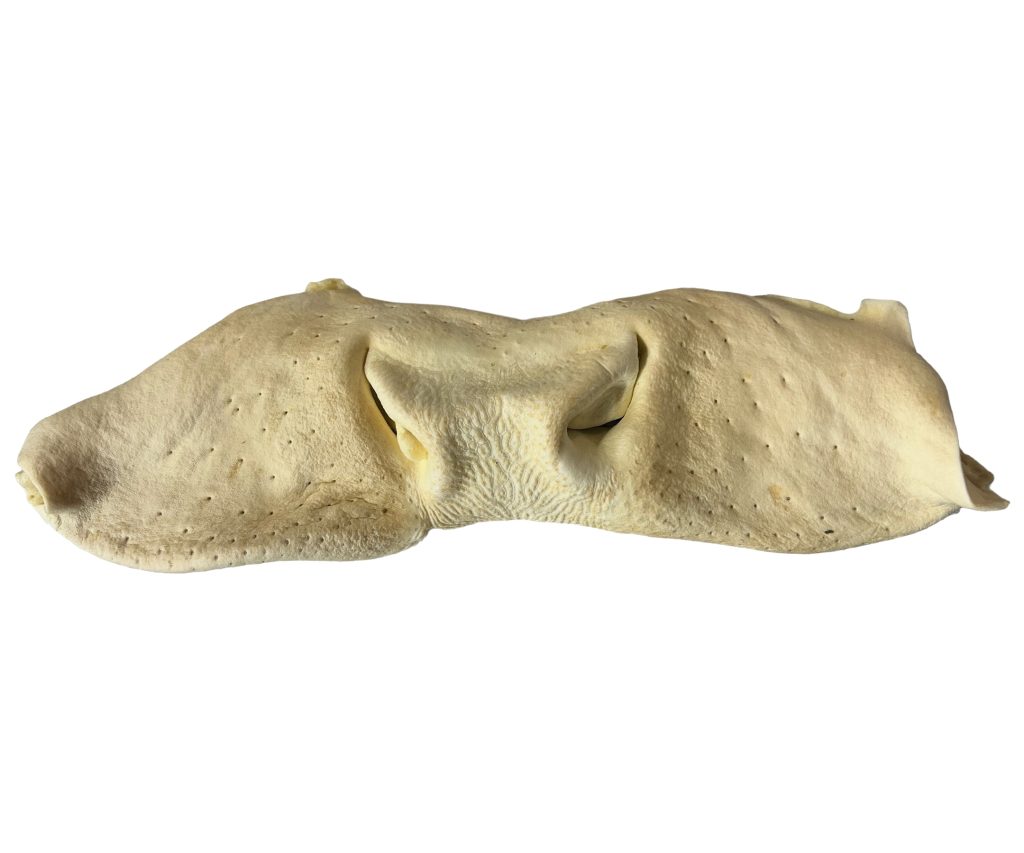 Cow Snout Puffed Beef Part – Cost Less Distributing