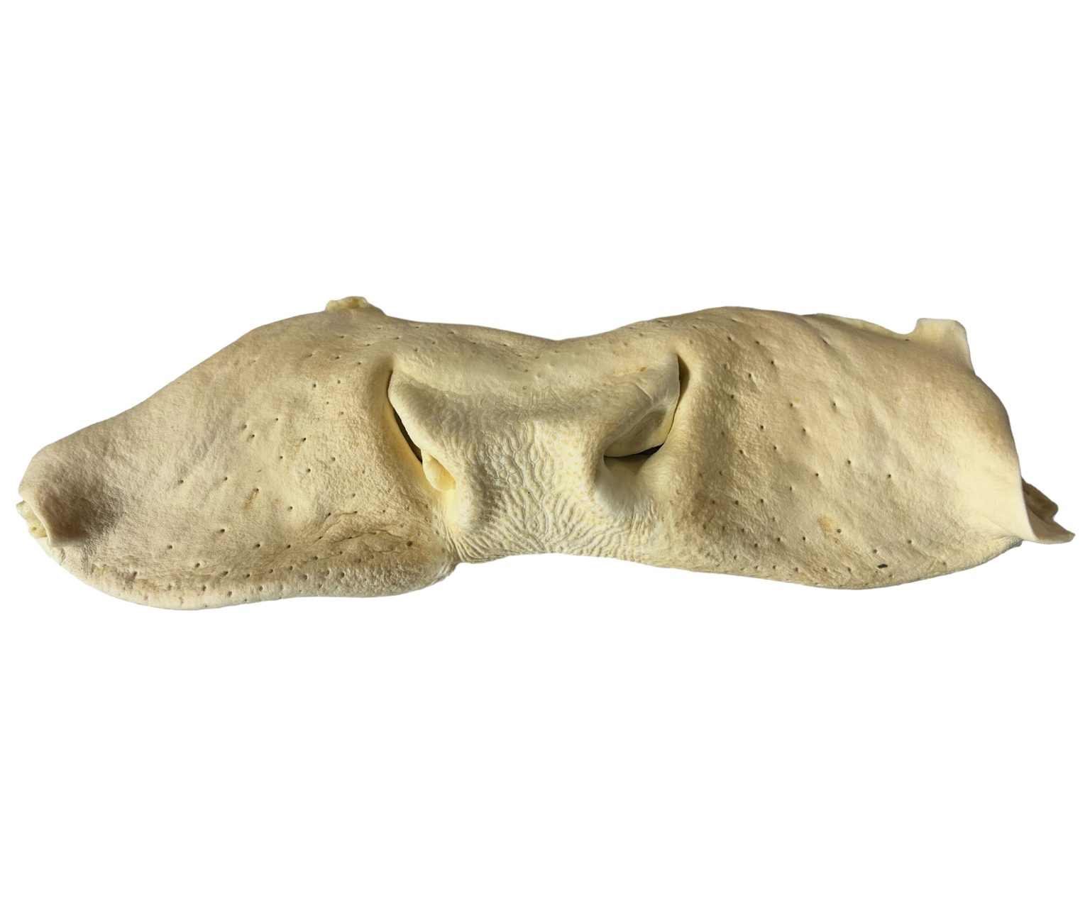 Cow Snout Puffed Beef Part – Cost Less Distributing