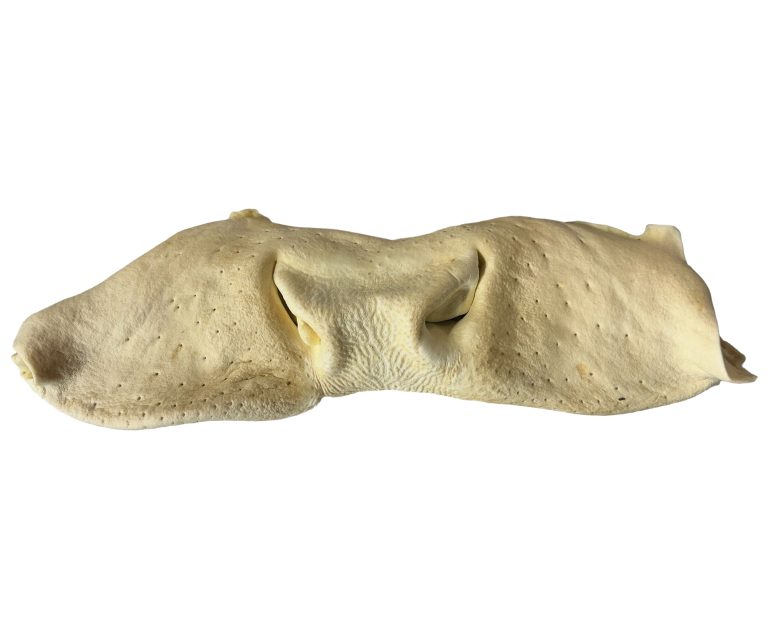 Cow Snout Puffed Beef Part – Cost Less Distributing